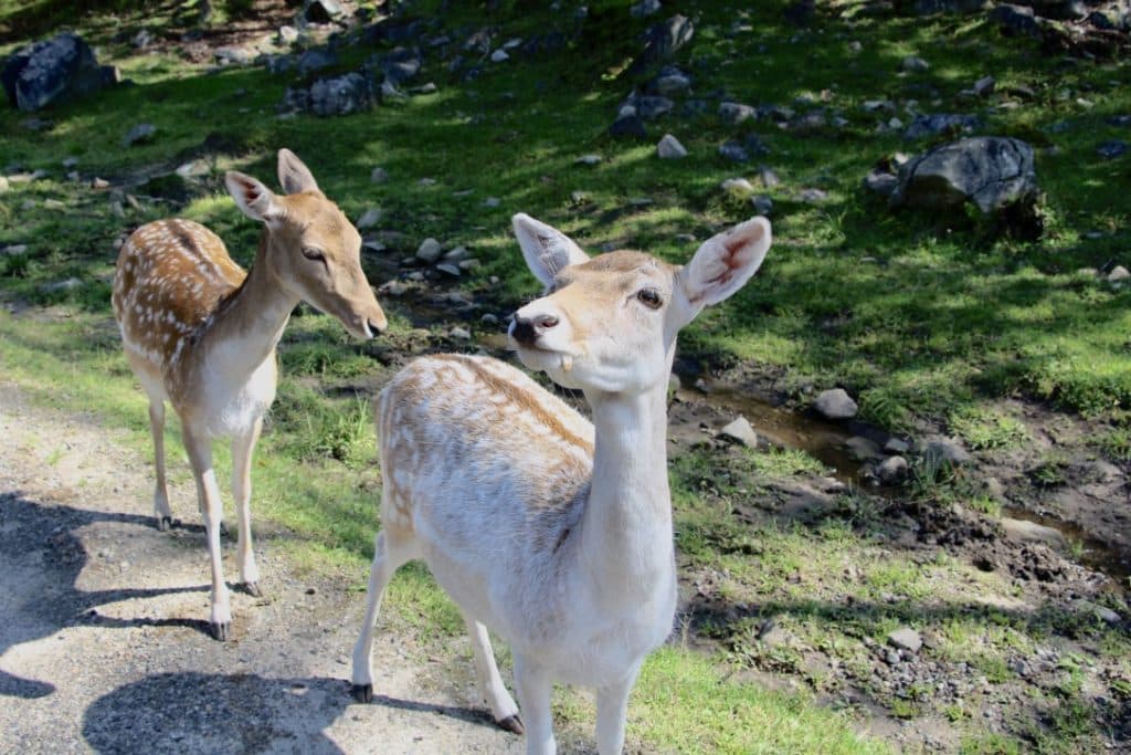 [Québec] Le parc Oméga, une échappée sauvage au milieu des animaux